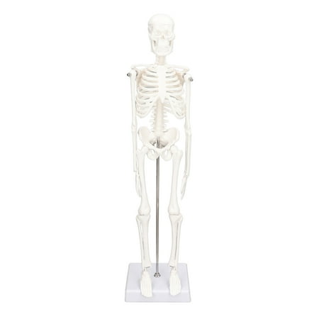45CM Mini Skeleton Model PVC Human Body Bone Structure with Movable ...
