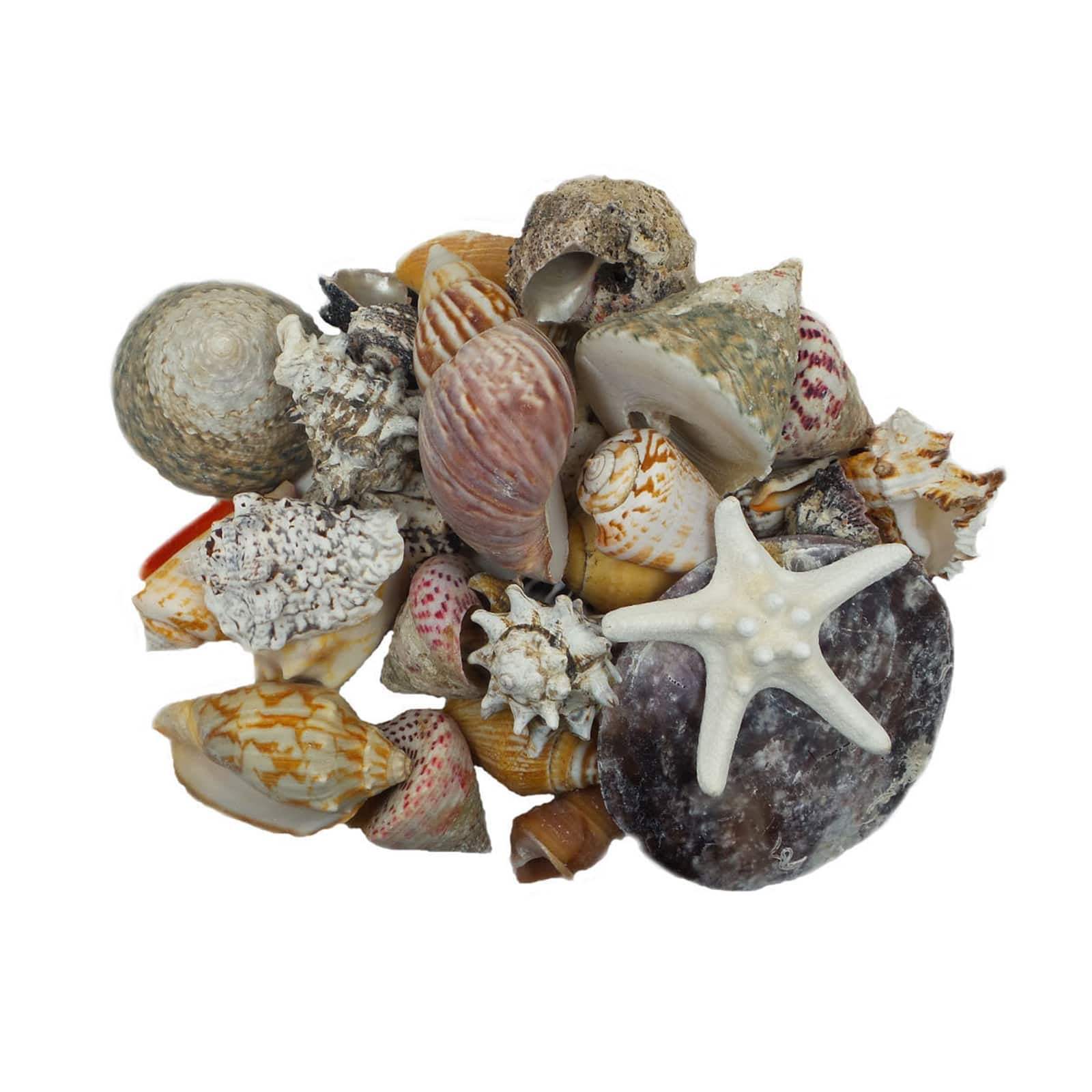 12 Pack: U.S. Shell Dark Shell Mix with Starfish Gift Pack - Walmart.com