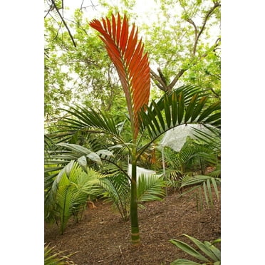 Orange Crownshaft Palm Tree - 5 Live Plants in 4 Inch Pots - Areca ...