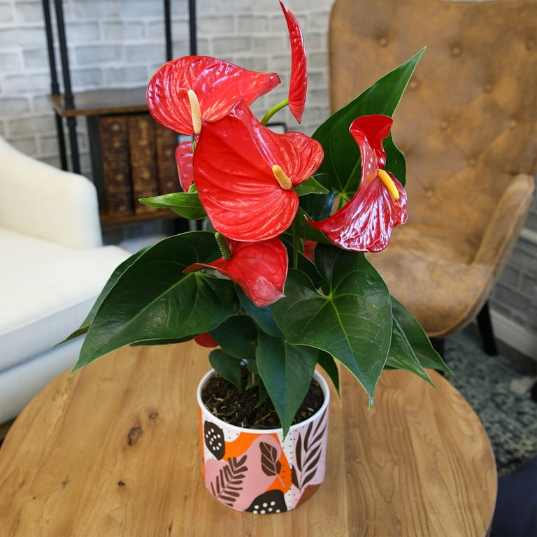 Flamingo plant store