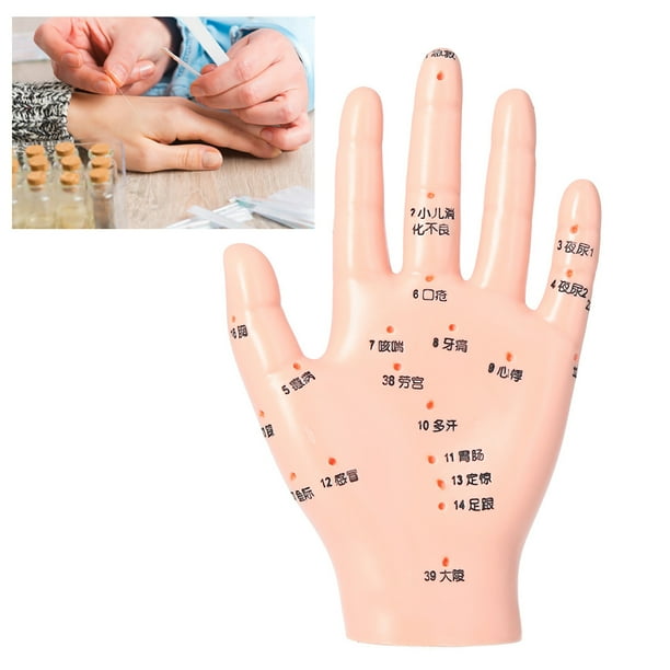 Acupuncture Hand Model, Hand Model, for Teaching Learning - Walmart.ca