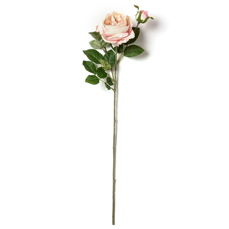 Light Pink Rose And Stem
