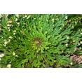 Small Live Indoor Resurrection Plant, Rose of Jericho Dinosaur Fern ...