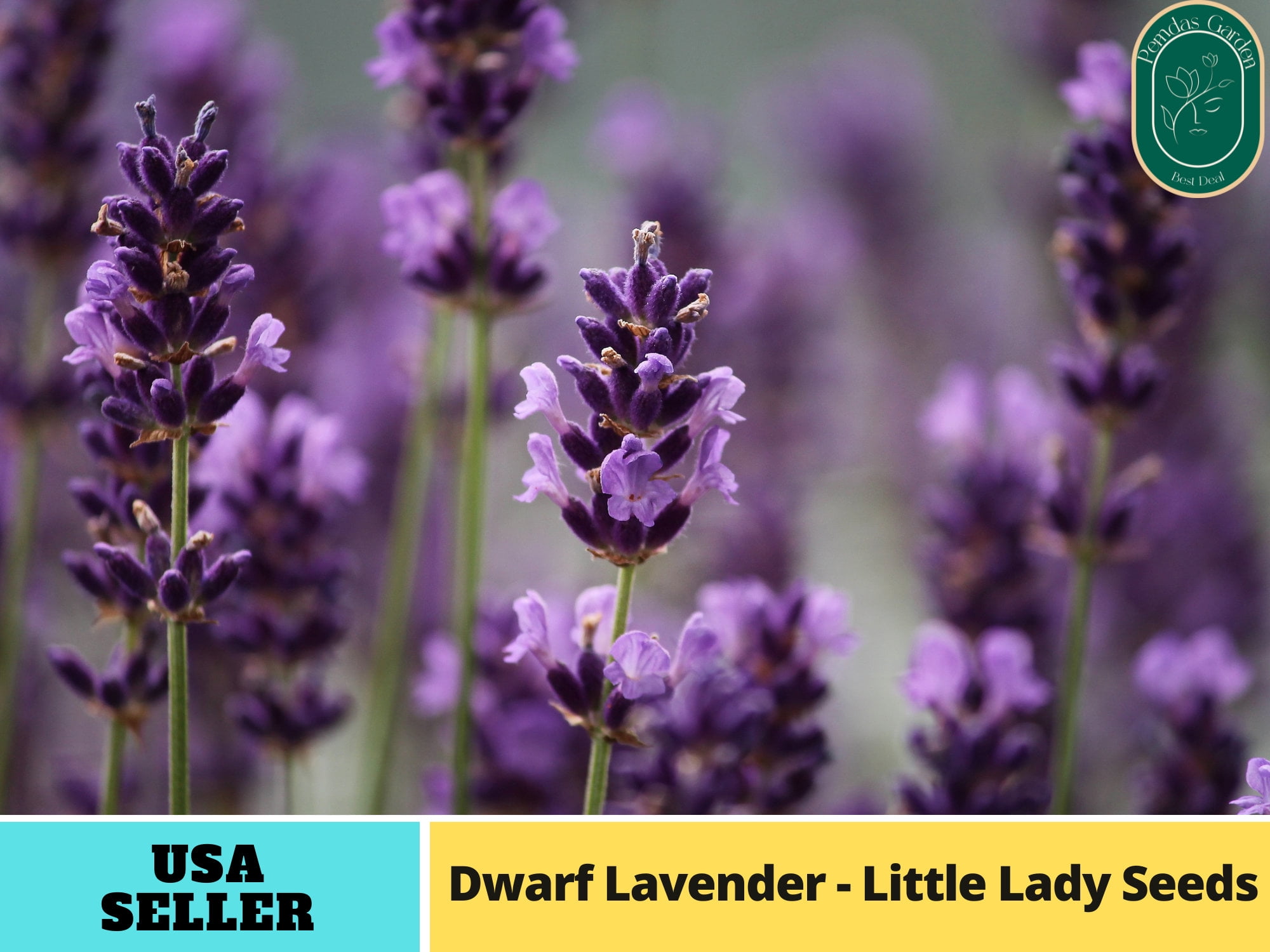 100 Seeds| Dwarf Lavender Little Lady Seeds - Authentic Seeds ...