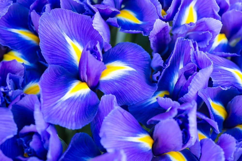 Blue Iris Bulbs for Planting - 10 Bulbs, Easy to Grow Perennial Iris ...