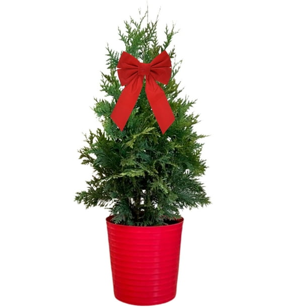 Live Christmas Arborvitae Green Giant Cypress in Decorative Holiday Red ...