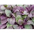 Ajuga 'Burgundy Glow' -Bugleweed- Live Starter Plant - Shade ...