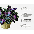 Butterfly Flower Hostas-(Non-Artificial)-Bloom Year After Year,Fast ...