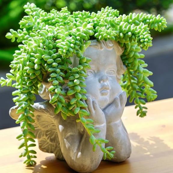 Donkey Tail Trailing Sedum Plant Live for Planting, 2 Inch Pot Donkey ...