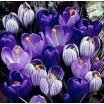 Mixed Crocus Bulbs for Planting - Ships from Our Iowa Nursery (5 Bulbs ...