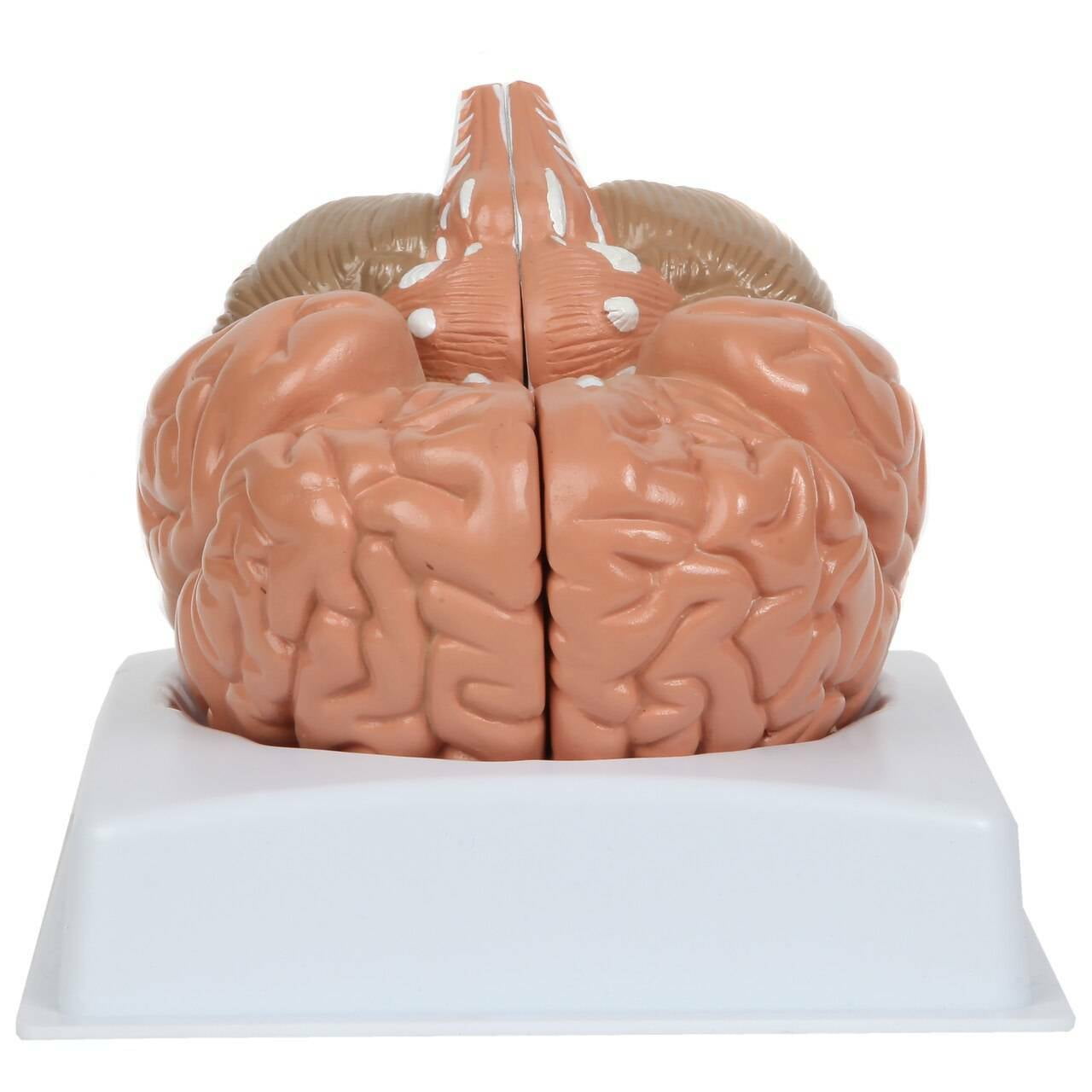 Anatomy Lab Basic 2-Part Brain Model Anatomy Model - Walmart.com