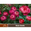 30 Rare Perennial Rosa Seeds - Fresh Judge The Obscure Rose Bush Flower ...
