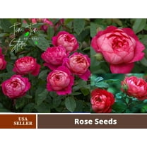 30 Rare Perennial Rosa Seeds - Fresh Judge The Obscure Rose Bush Flower ...