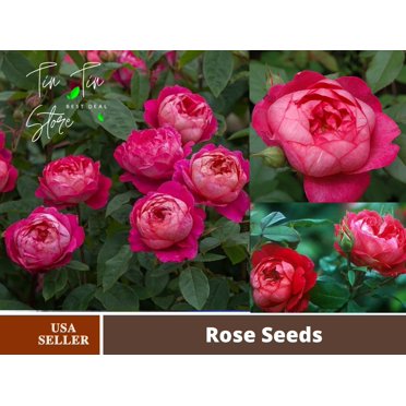 Rare Rose Seeds True Blood Rose Bush 20 Seeds - Walmart.com