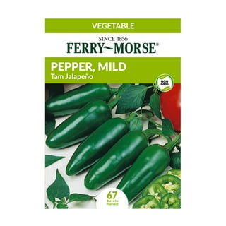 10 Golden Shower Tree Seeds for Planting - Stunning Weeping Yellow Blooms - Cassia Fistula ...