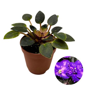 Harmony Foliage Hawaiian Pearl African Violet Saintpaulia 4 inch ...