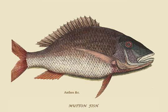 Mutton Fish-Fine Art Canvas Print (20" x 30") - Walmart.com
