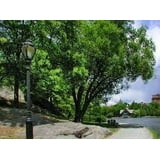 Outdoor Black Willow Trees - 6 Fast Growing, Attractive Live Trees for ...