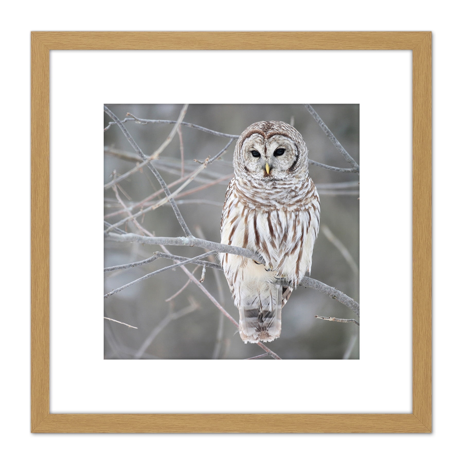 Mdf Barred Owl Bird Tree Nature Photo 8X8 Inch Square Wooden Framed ...