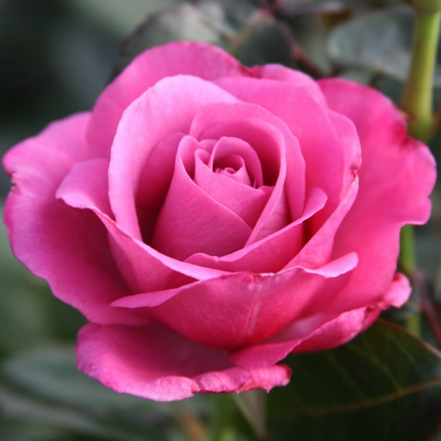 Own-Root One Gallon Love Potion™ Floribunda Rose by Heirloom Roses ...