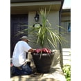 RedCrocus Geranium & Dracaena Combo - Bright Red Blooms, Variegated ...