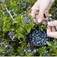 Top Hat Blueberry Plant Live, Dwarf Blueberry Starter Bush for Garden ...