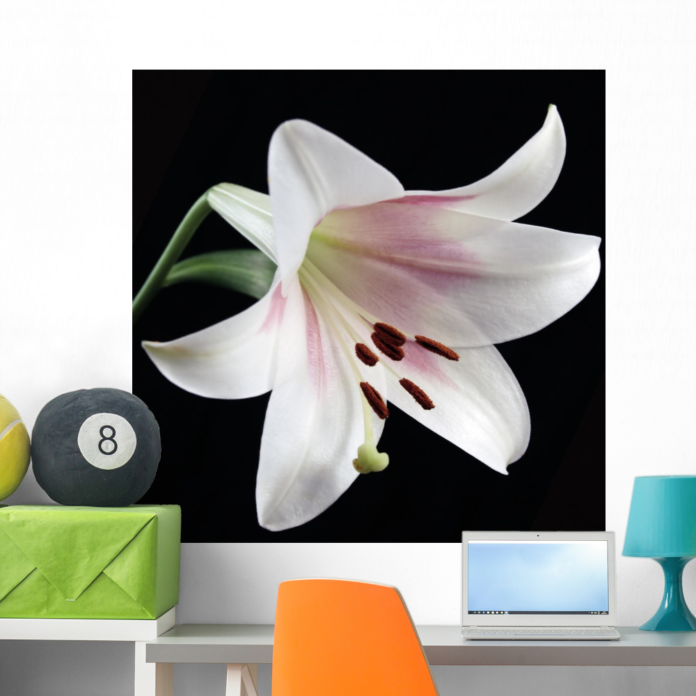 White Lily Wall Mural Decal by Wallmonkeys Vinyl Peel and Stick Graphic ...