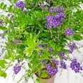 "Tropical Plants of Florida Sapphire Showers Duranta Tree, 36""-42 ...