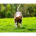 Doodles Deli Air Dried Rabbit Ears with Hair 1kg - Walmart.com