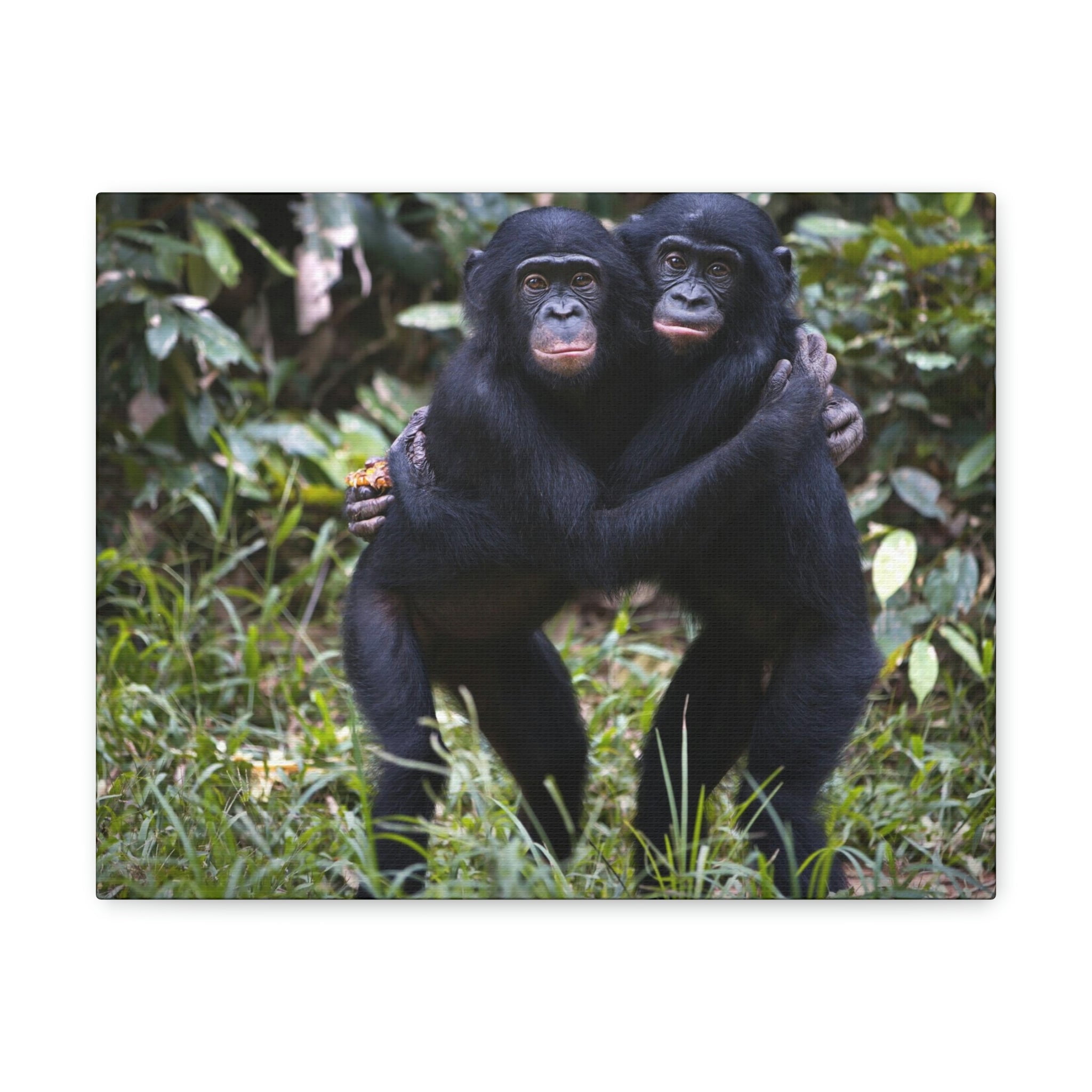 Bonobo Couple Bonobo Troop Print Animal Wall Art Wildlife Canvas Prints ...