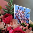 3drose, Radiant White and Pink Japanese Apricot Tree Blossoms in Spring ...