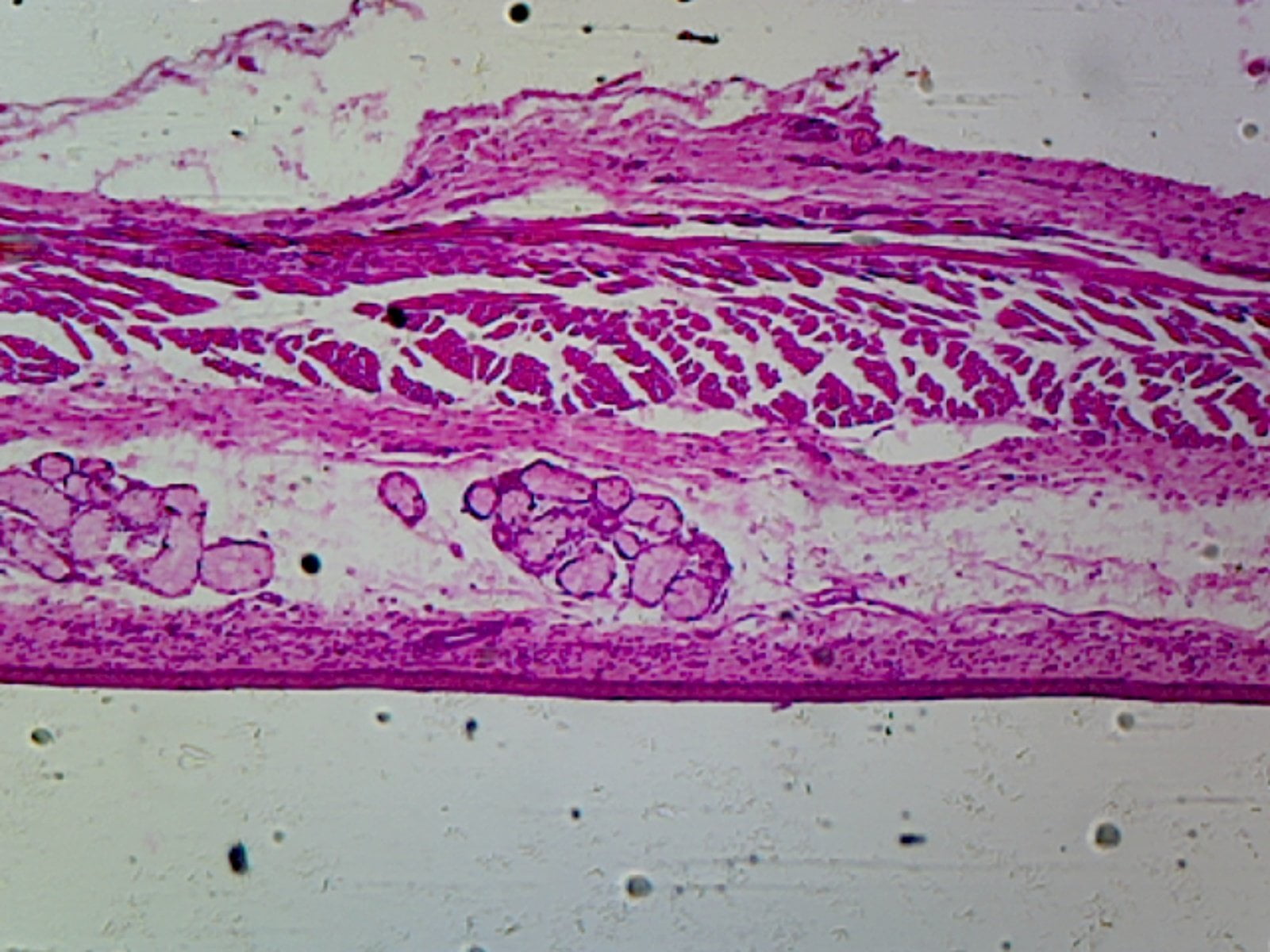 GSC International PS0204 Esophagus Epithelium Cross Section ...