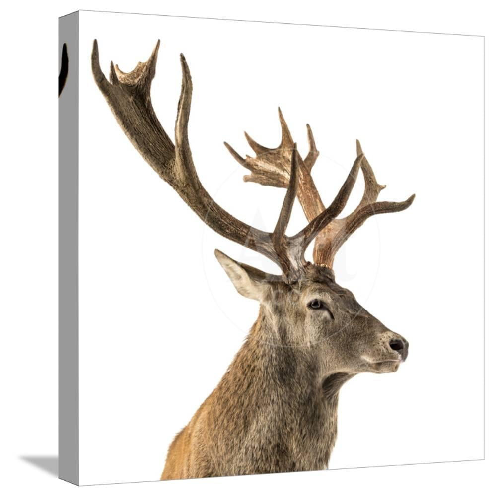 CloseUp of a Red Deer Stag in Front of a White Background, Animals ...