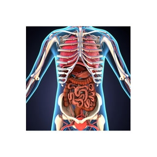 Life Size Human Body Poster