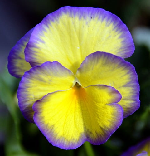 Etain Mountain Violet Perennial - Viola - Shade Lover - Quart Pot ...