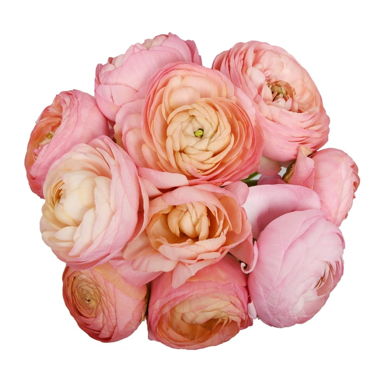Peach Ranunculus