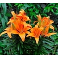 Gifts in Bloom 6IN Multicolor Asiatic Lily Live Plant in Decorative Pot ...