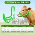 Uxcell 1-Pack Adjustable Cattle Cow Calf Halter, 19.68"-23.62" Nylon ...