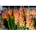 250 Fragrant Orange Wonder Snapdragon Antirrhinum Majus Plant Flower ...