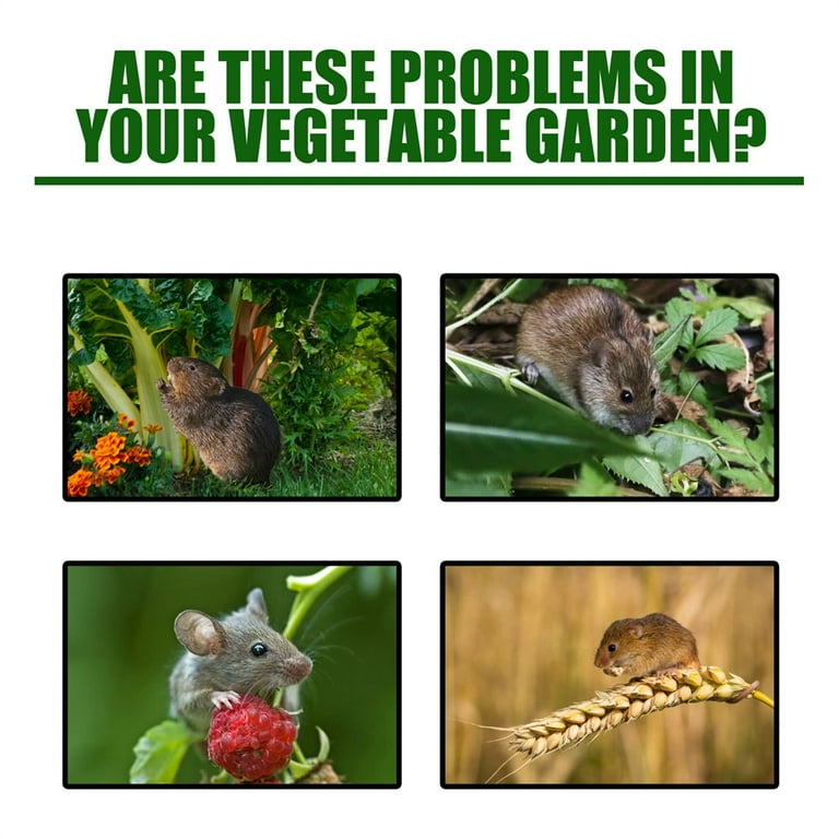 Garden Rodents Types | Fasci Garden