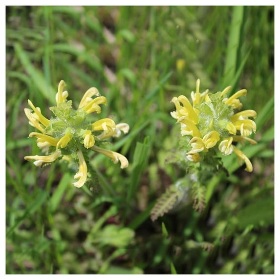 Everwilde Farms - 1 lb Wood Betony Native Wildflower Seeds - Gold Vault ...