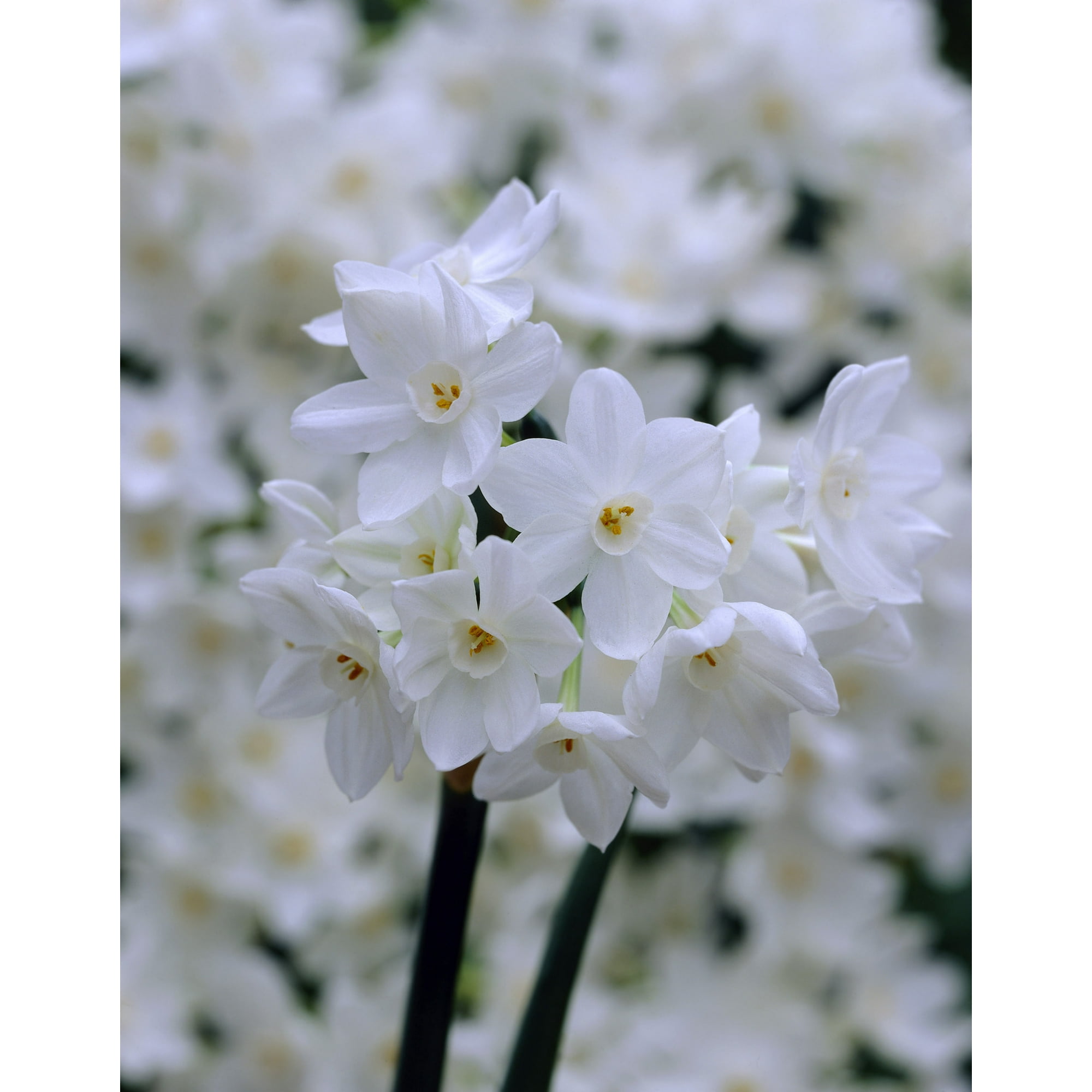 Click here for Tasc Narcissi Ziva Indoor Upscale Round prices