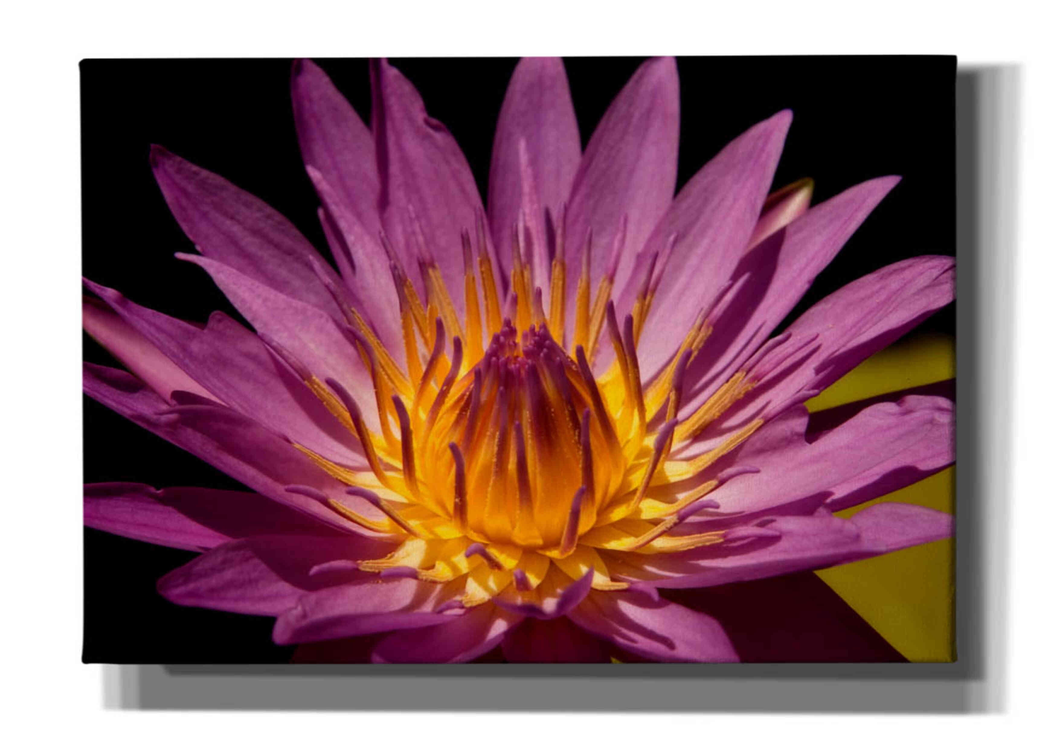 Epic Graffiti 'Fairchild Gardens Lily' by Mike Jones, Giclee Canvas ...