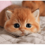 Realistic Robot Cat, Electric Plush Kitten – My Simulated Robot Cat ...
