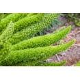 10 * Seeds EMERALD ASPARAGUS FERN A. Densiflorus Mazeppa Houseplant ...