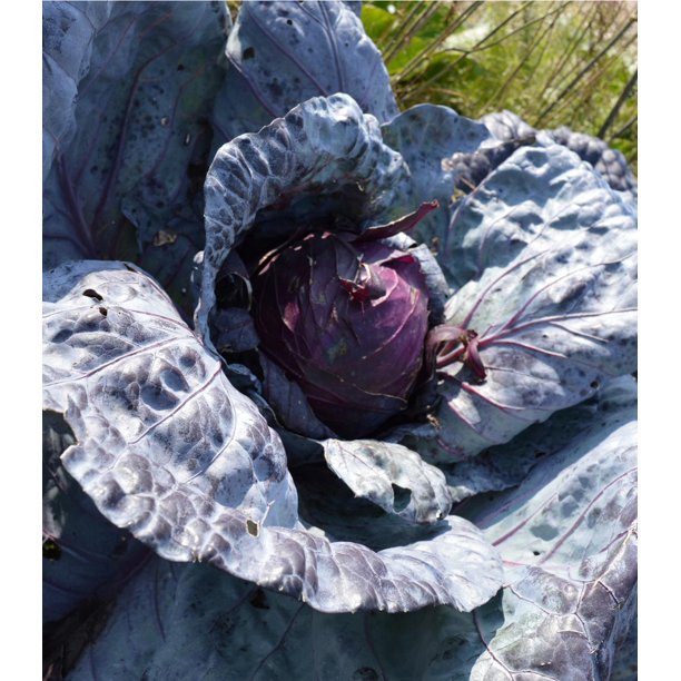Earthcare Seeds - Cabbage Red Acre 500 Seeds (Brassica Oleracea ...