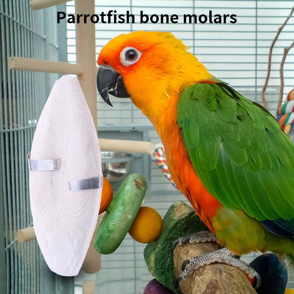 Buy Leking Bird Cuttle Bone Bird Cuttlebone for Parakeets Natural ...