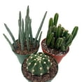 BubbleBlooms Cactus Assortment, 4 inch Set of 3, Best-Sellers Most ...