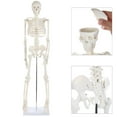 Anatomy Lab Human Skeleton Model Mini with Stand, Movable Joints 35 ...