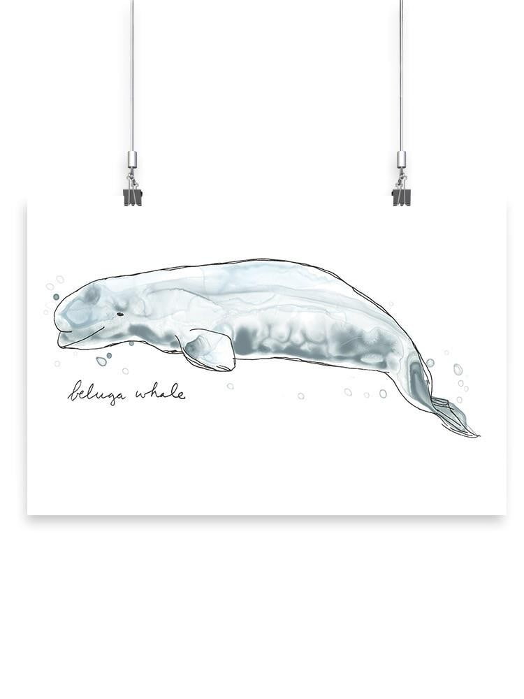 Cetacea Beluga. Whale Poster - June Erica Vess Designs, - Walmart.com
